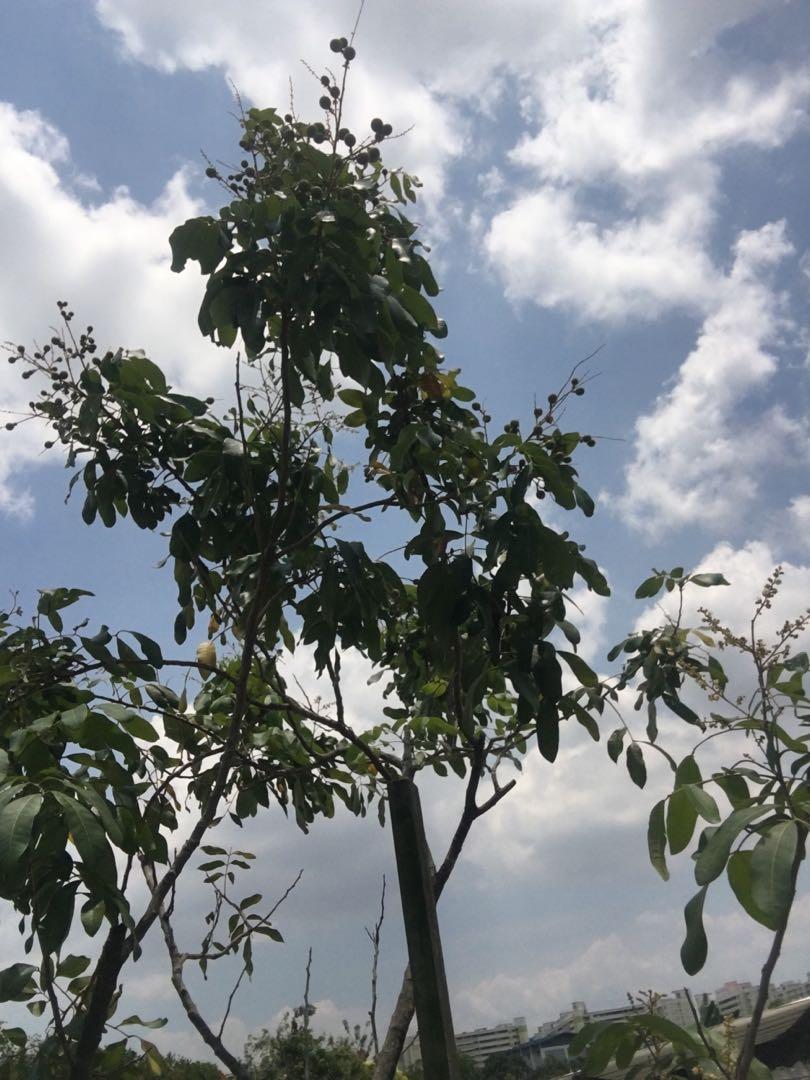 longan fruits tree 10 feet tall, Furniture & Home Living, Gardening ...