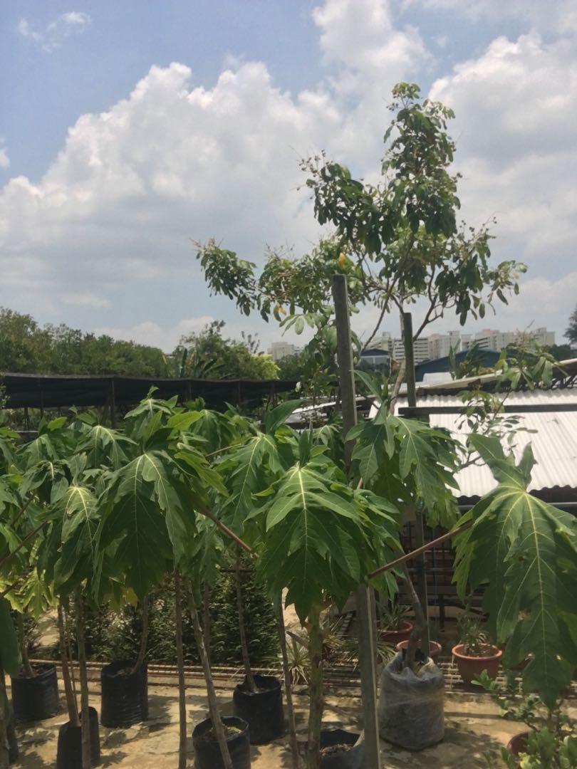 longan fruits tree 10 feet tall, Furniture & Home Living, Gardening ...