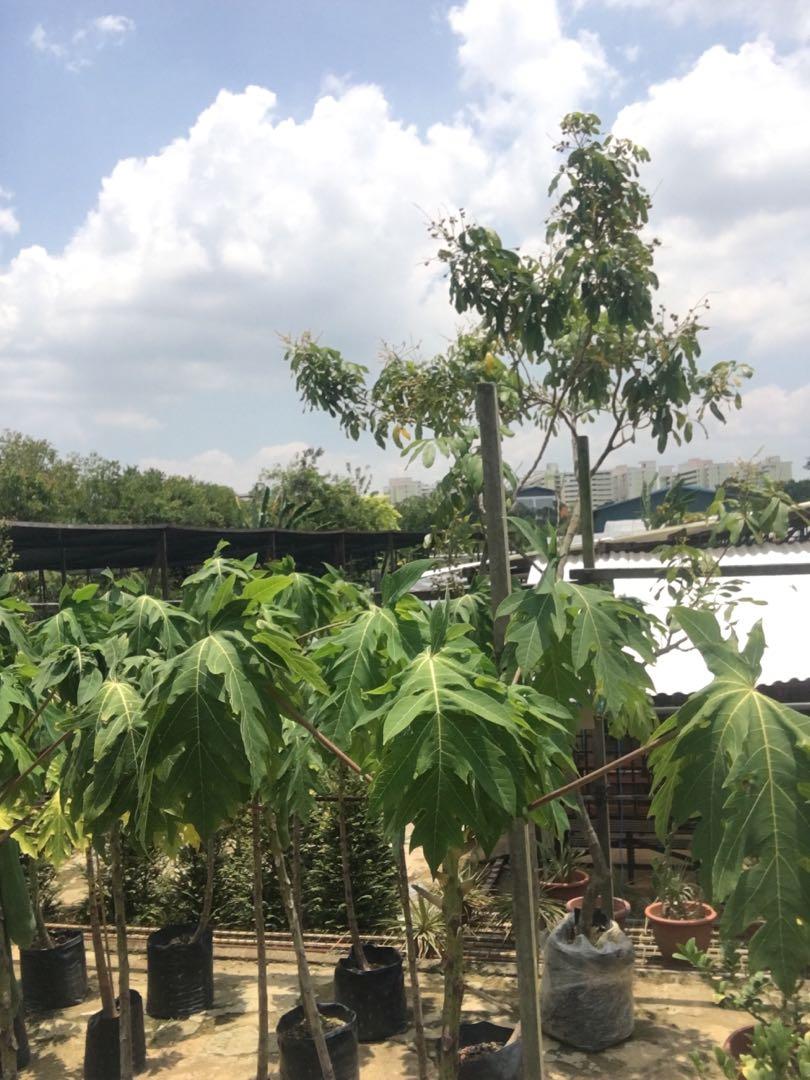 longan fruits tree 10 feet tall, Furniture & Home Living, Gardening ...