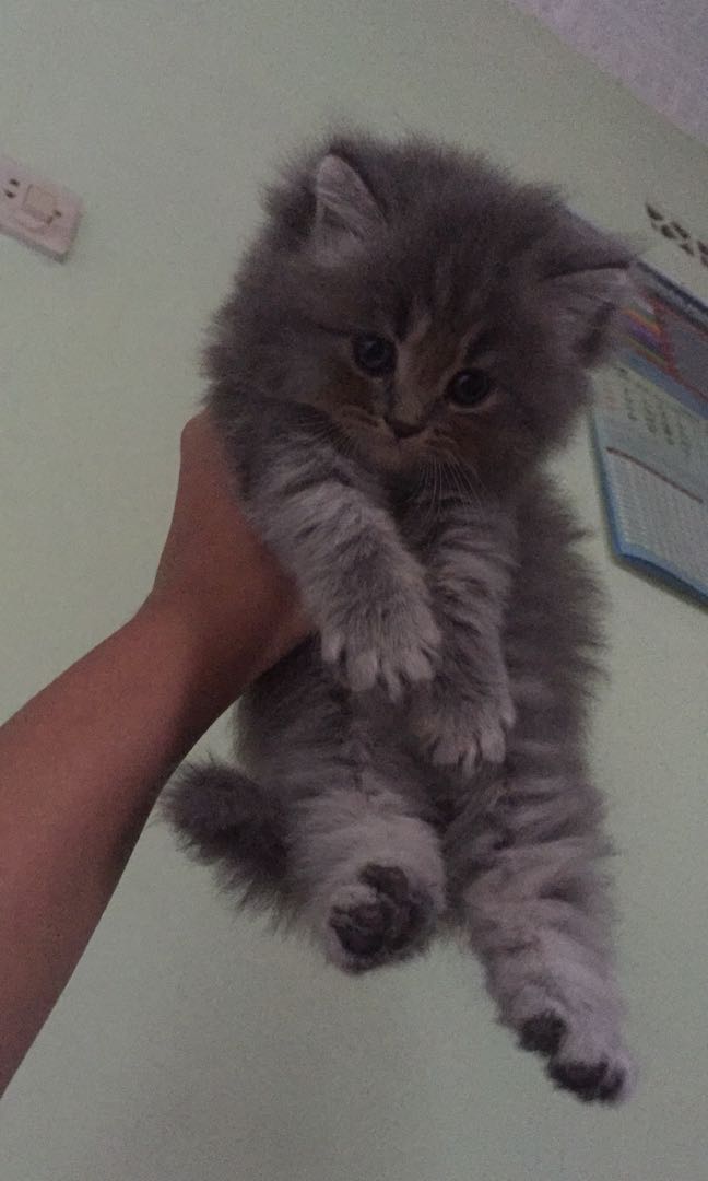 Kucing Persia Flat Nose