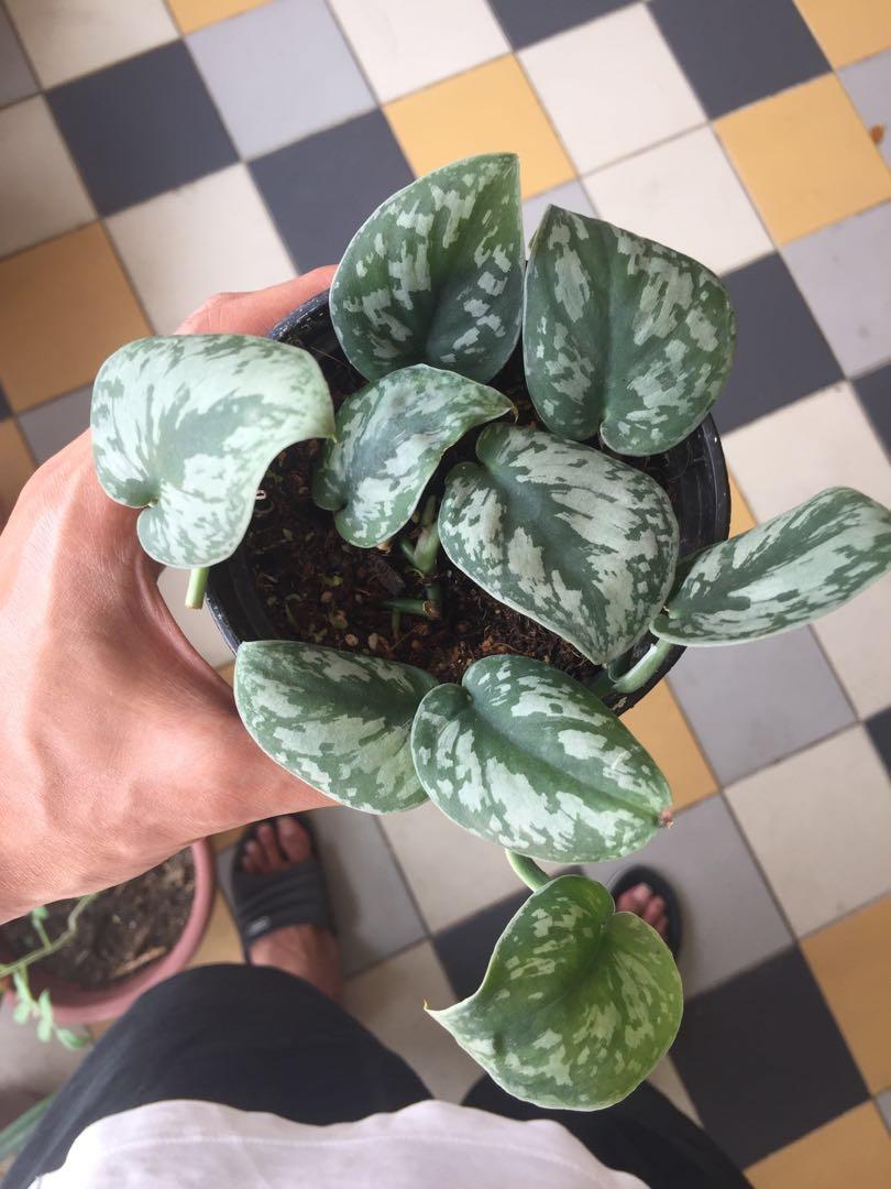 Satin/silver/silk pothos, money plant (scindapsus pictus 'argyraeus ...