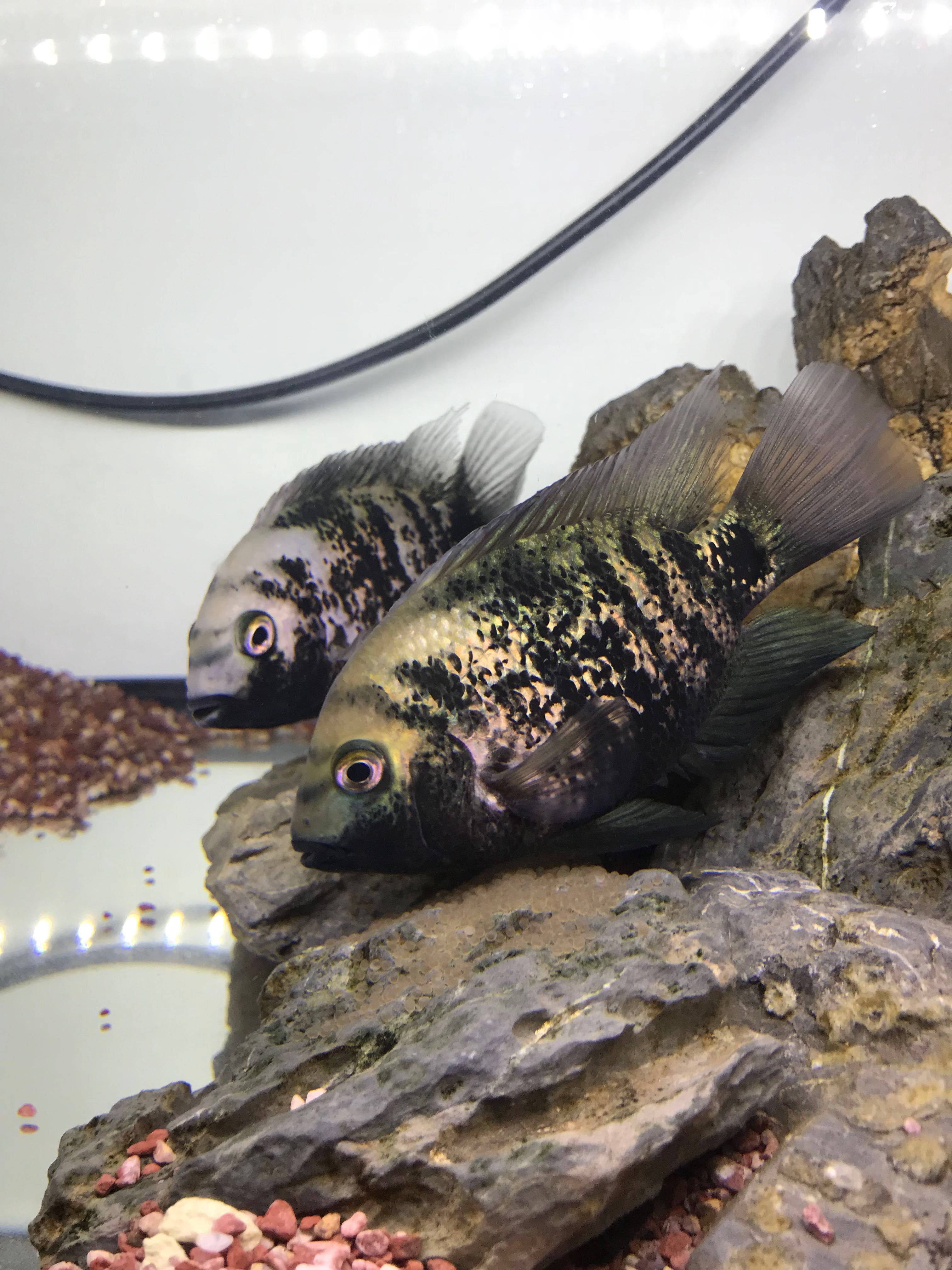 Vieja Oscura heterospila Montecristo cichlid fry fish, Everything Else ...