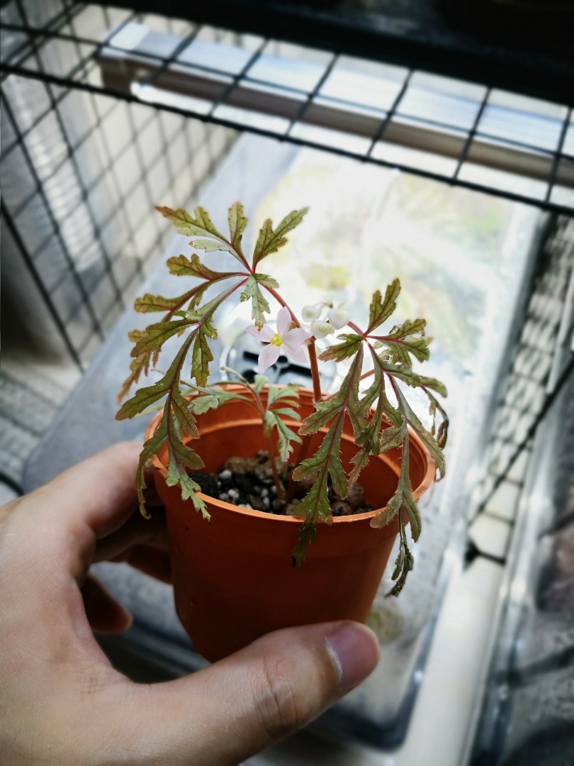 Begonia Polilloensis, Furniture & Home Living, Gardening, Plants ...