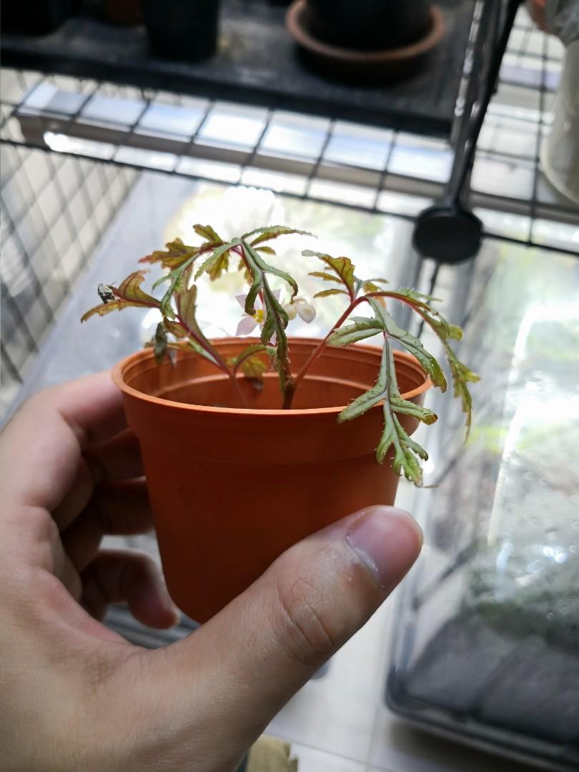 Begonia Polilloensis, Furniture & Home Living, Gardening, Plants ...