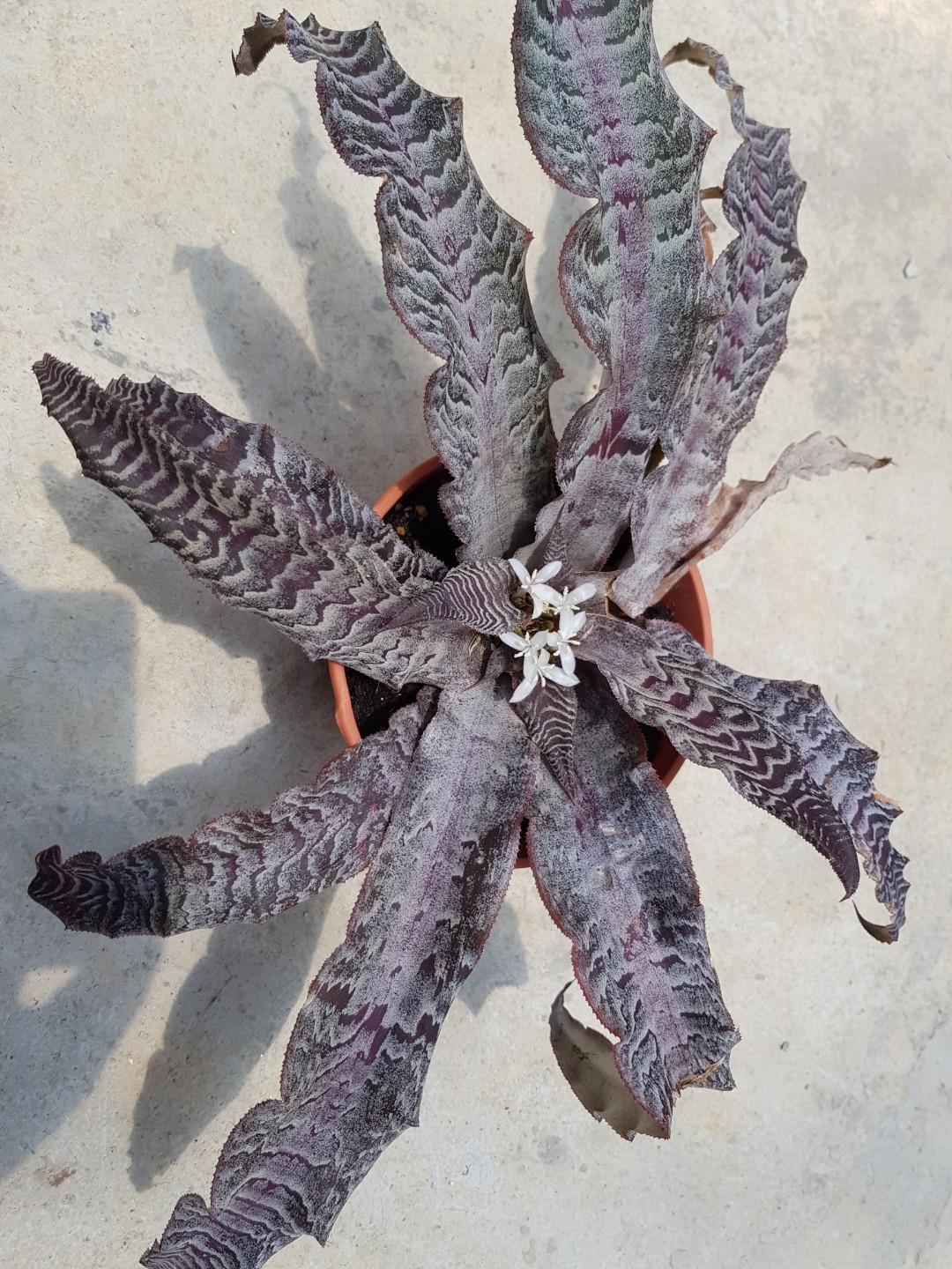Tiger plant 8-10cm, Furniture & Home Living, Gardening, Plants & Seeds ...