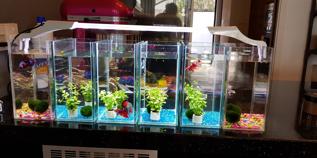 Betta fish tanks - 10cm x 15cm x 20cm, Pet Supplies, Homes & Other Pet ...