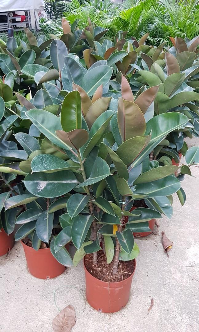 Plant - Ficus Elastica Fig Robusta / Decora, Rubber Plant ($15.90/$18. ...