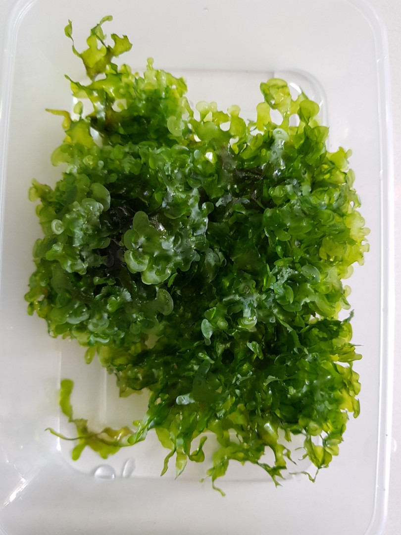 Subwassertang Moss ( loose form), Furniture & Home Living, Gardening ...
