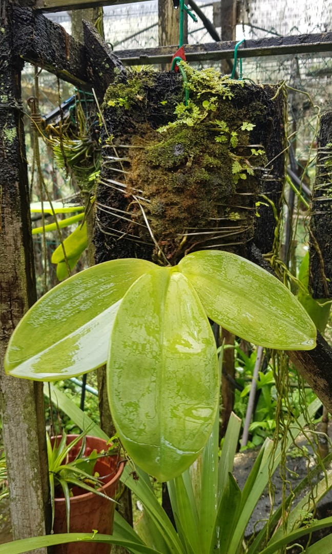 Phal violacea x gigantea, Furniture & Home Living, Gardening, Plants ...