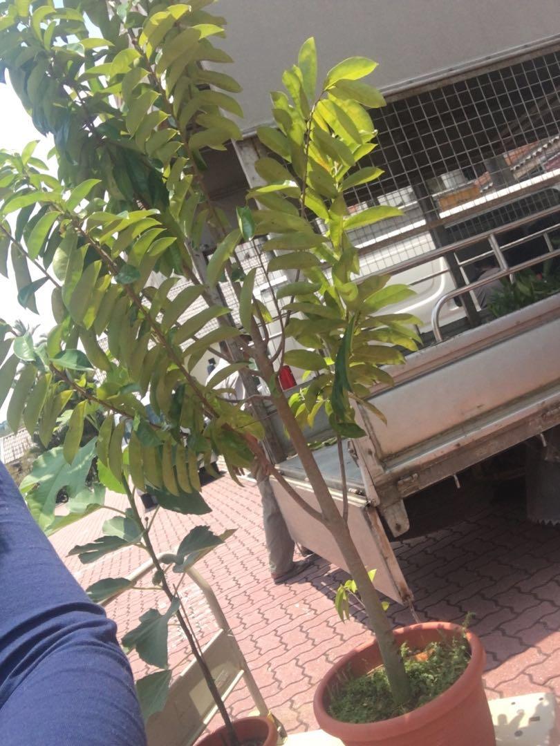 Soursop tree 9 feet tall matured 5 years tree fruiting now, Furniture ...