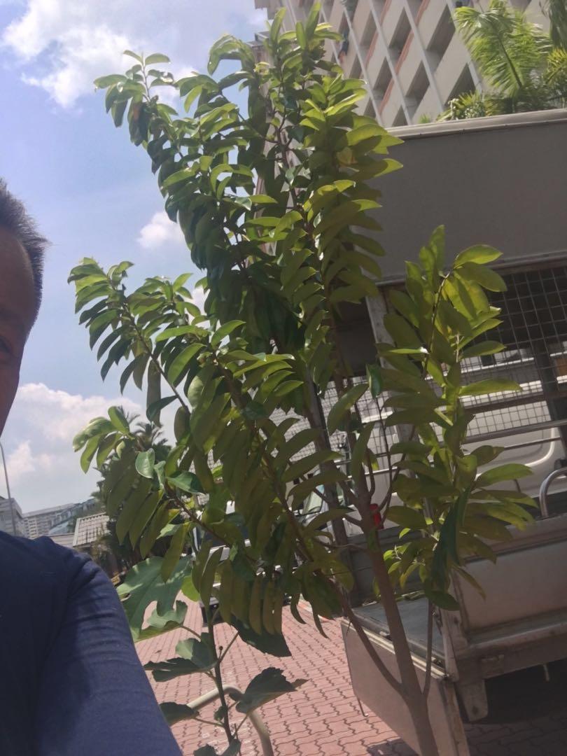 Soursop tree 9 feet tall matured 5 years tree fruiting now, Furniture ...