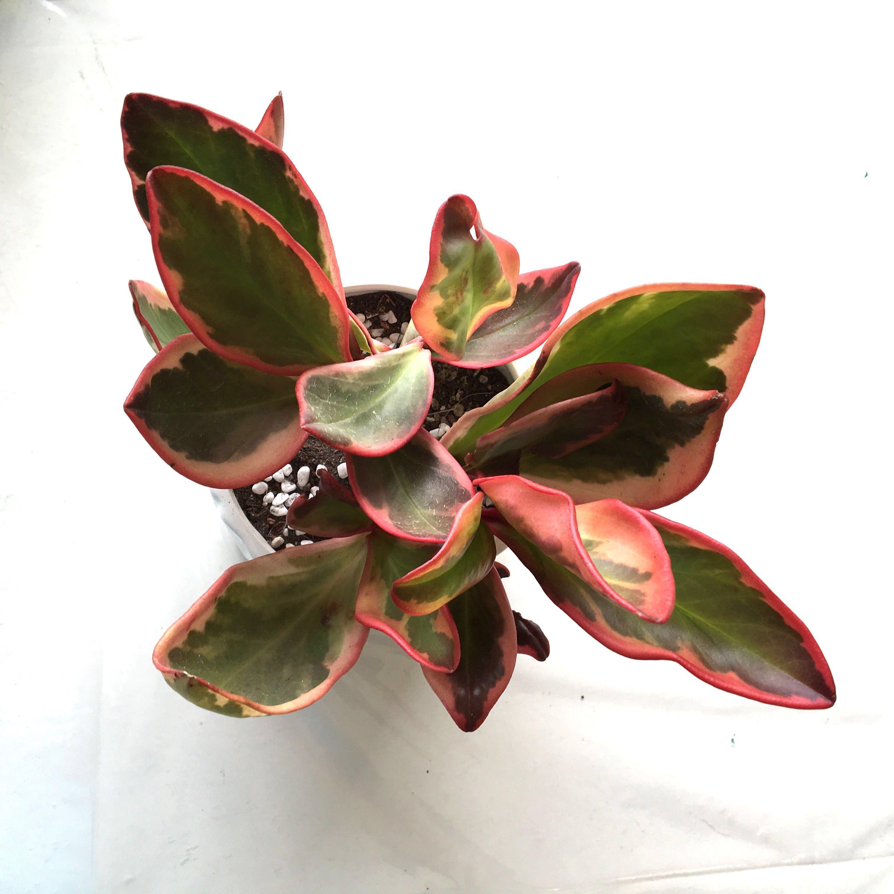 Plant - Peperomia Clusiifolia Tricolour Red Edge Baby Jelly Rubber ...