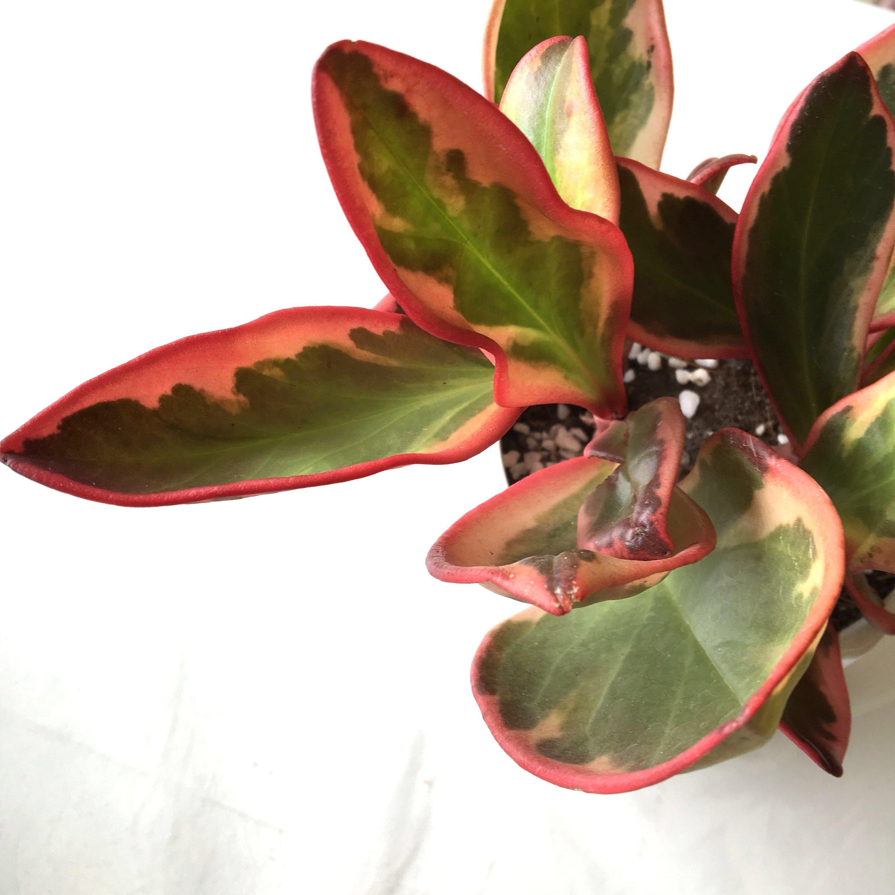 Plant - Peperomia Clusiifolia Tricolour Red Edge Baby Jelly Rubber ...