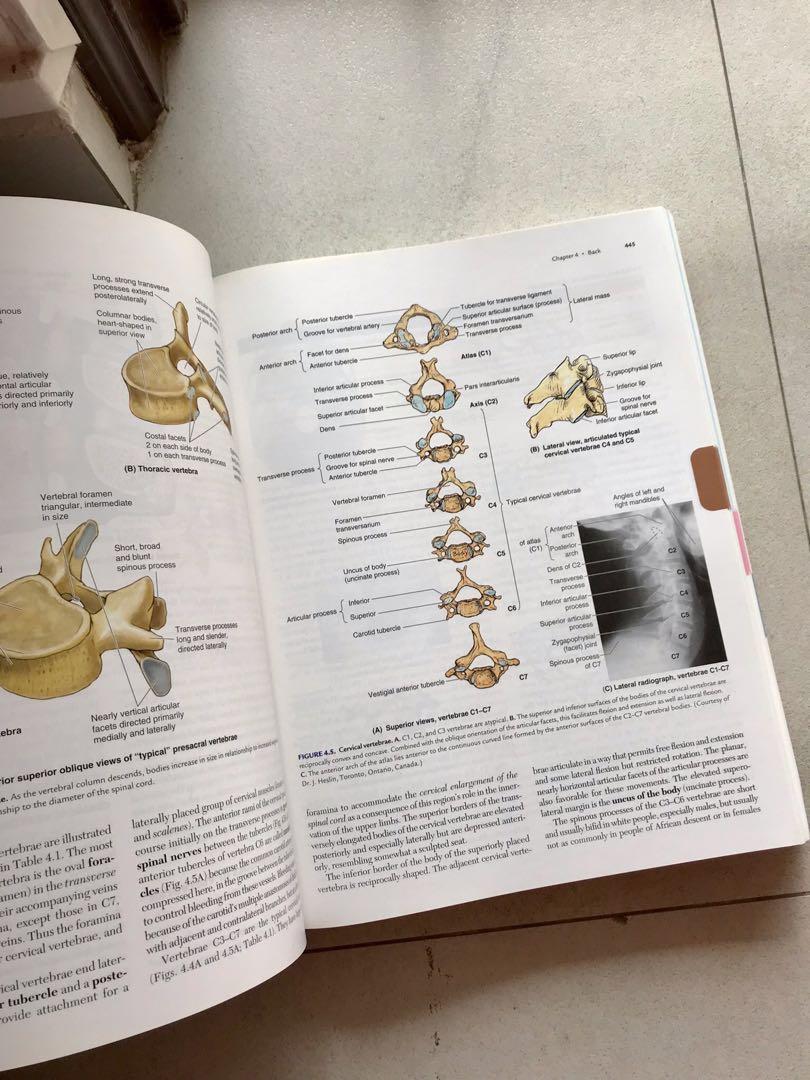 Clinically Oriented Anatomy By Moore Dalley Medical Physiotherapy