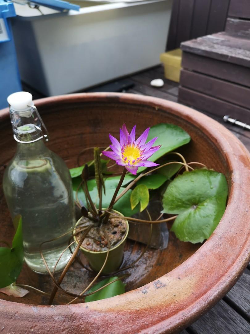 Feng Shui Dragon Pot with Water Lily, Furniture & Home Living, Home ...