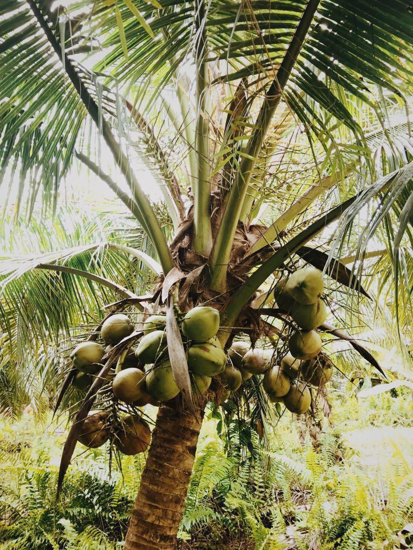 Pandan Coconut Tree / Kelapa Pandan #APR10, Furniture & Home Living ...
