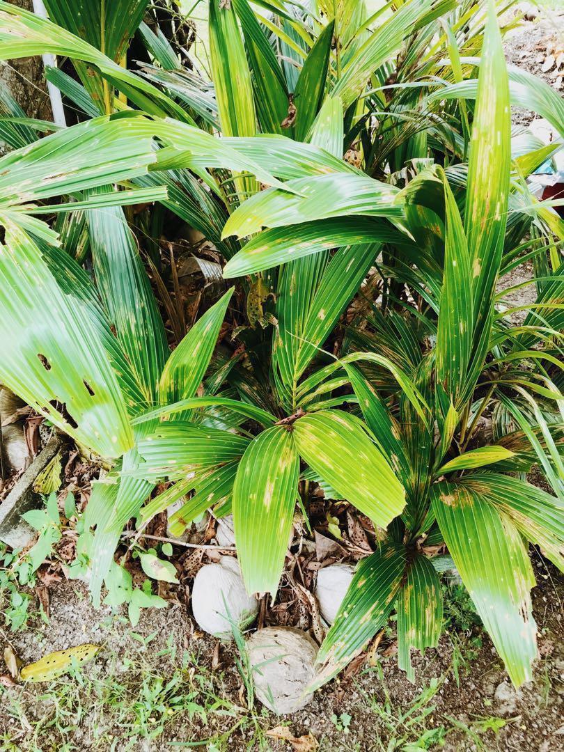 Pandan Coconut Tree / Kelapa Pandan #APR10, Furniture & Home Living ...