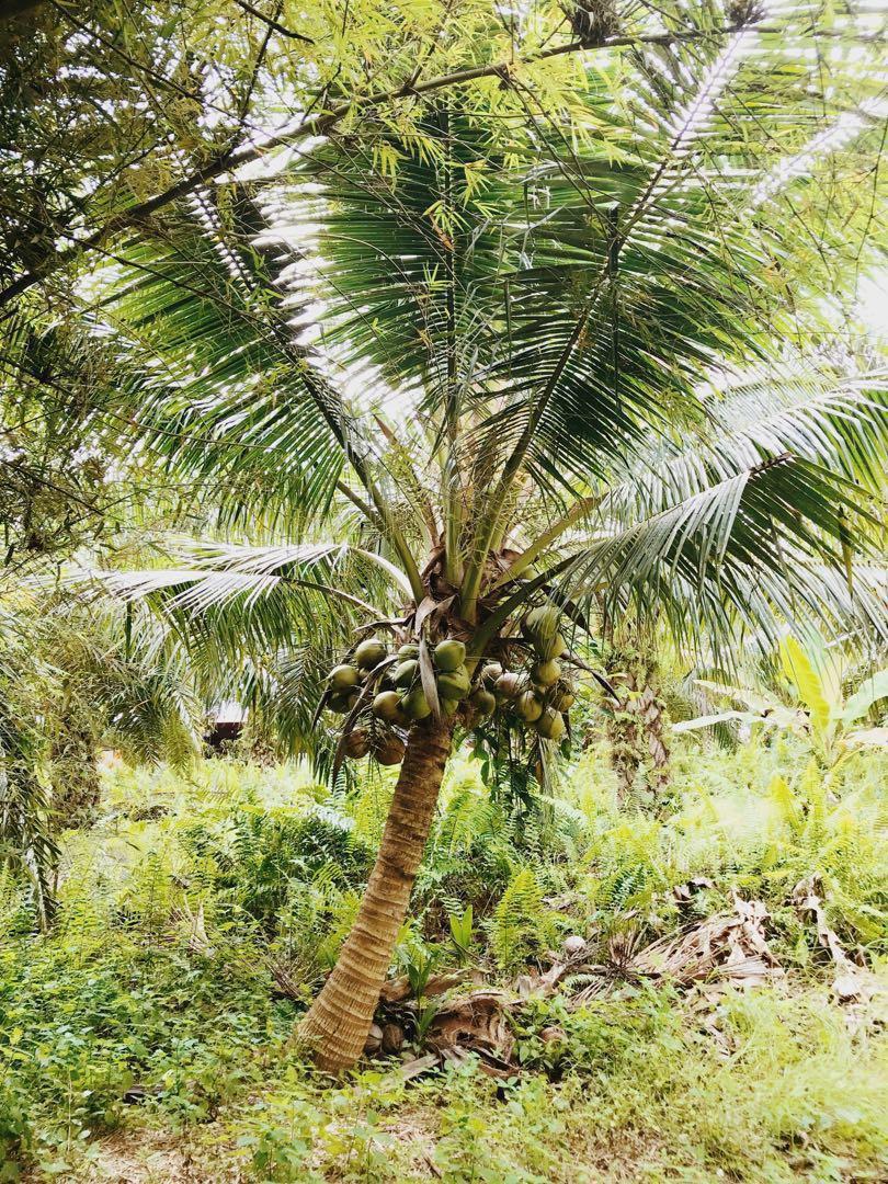 Pandan Coconut Tree / Kelapa Pandan #APR10, Furniture & Home Living ...