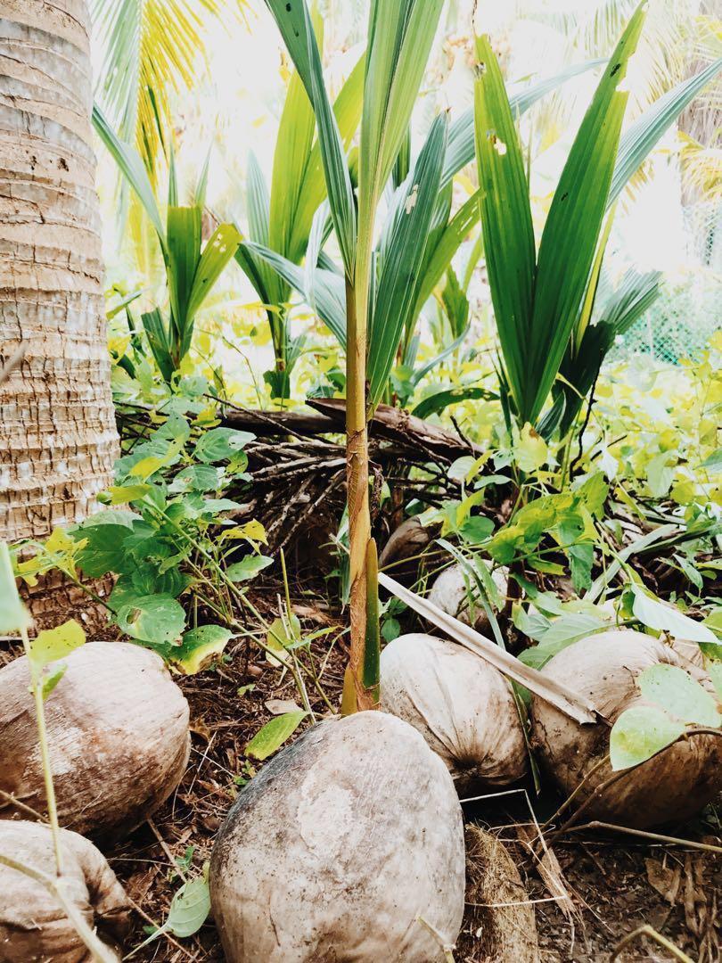 Pandan Coconut Tree / Kelapa Pandan #APR10, Furniture & Home Living ...