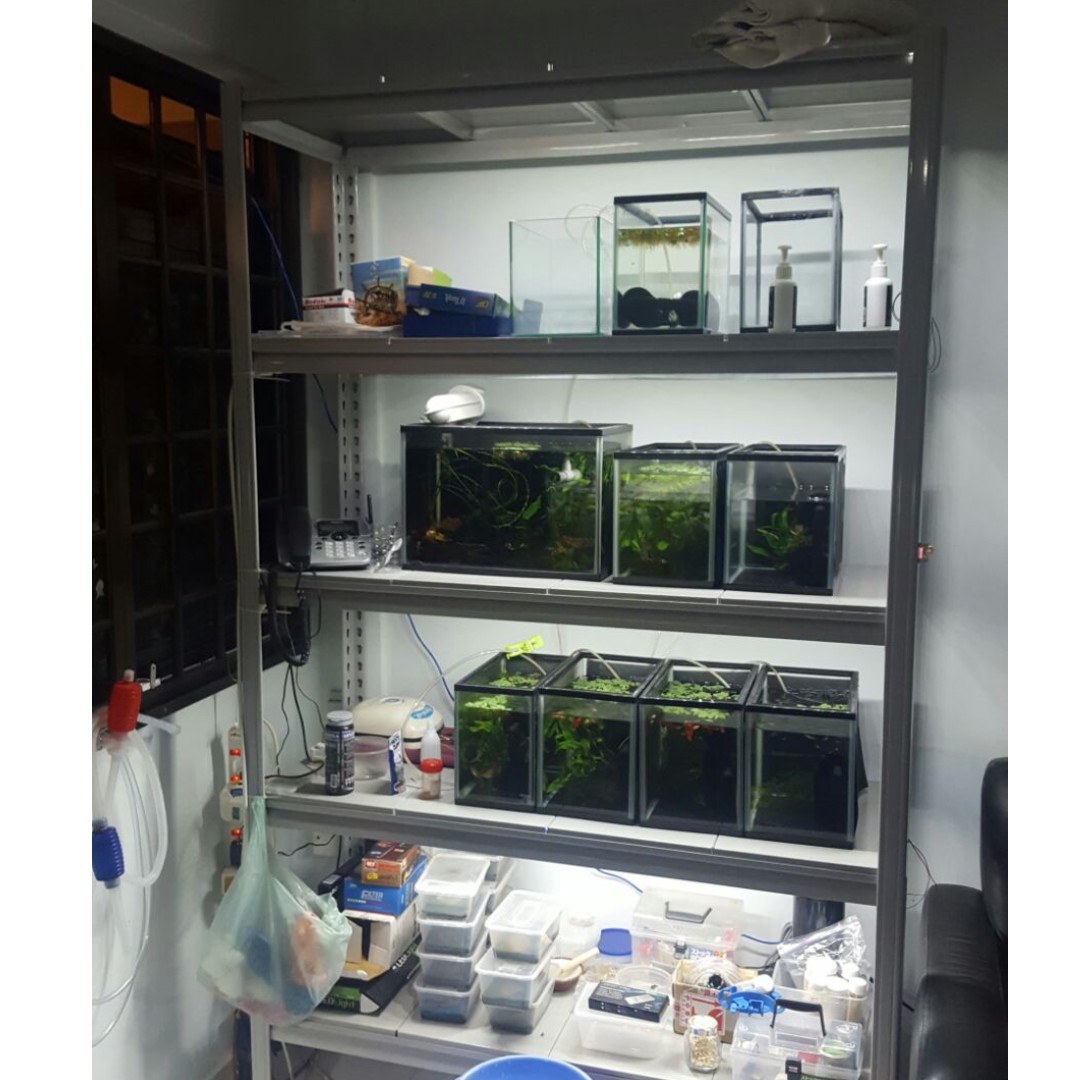 Boltless Rack for Store/HDB/Office/Fish Tank Rack, Pet Supplies, For ...