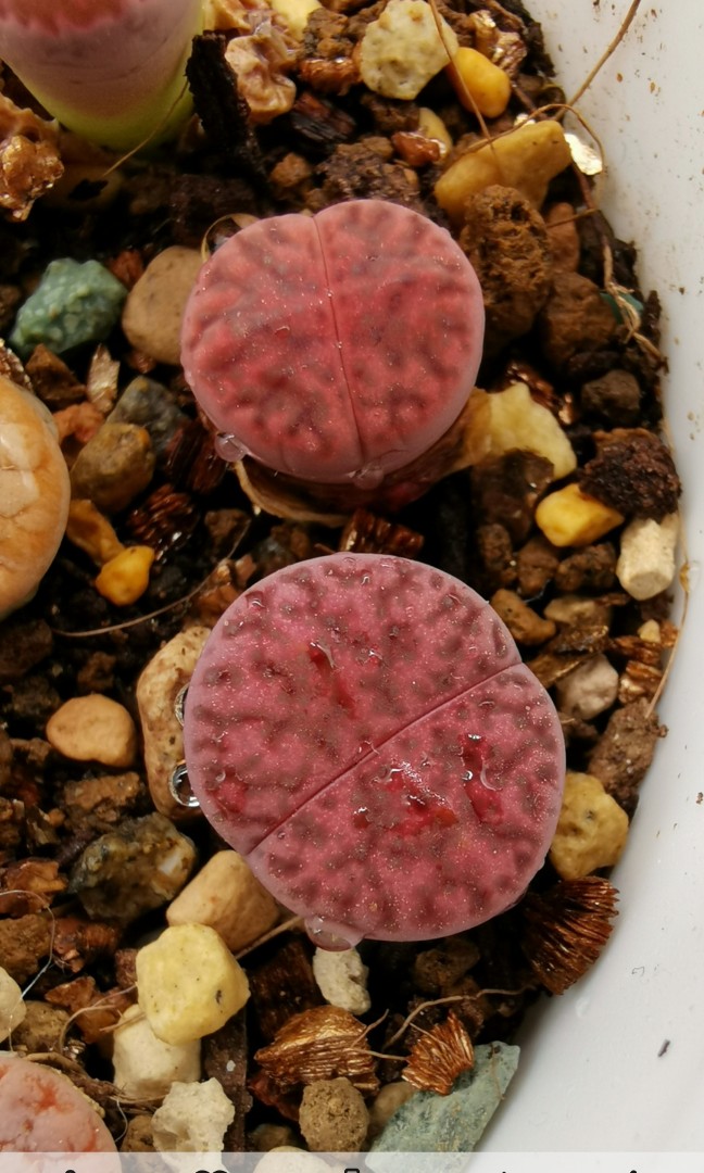 C393a Purple bromfieldii lithops plants, Furniture & Home Living ...
