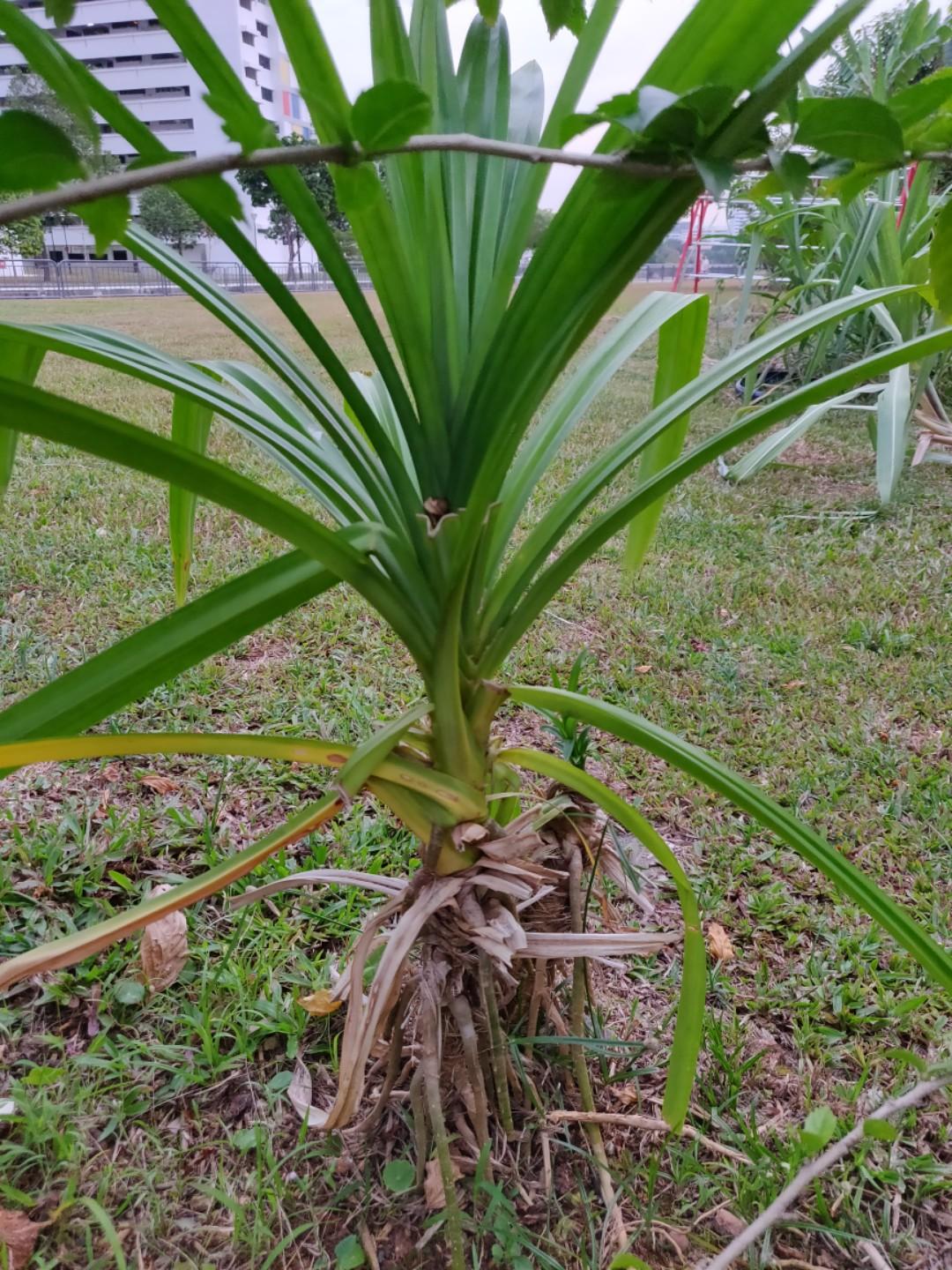 Pandan plants/leaves (Pandanus amaryllifolius), Furniture & Home Living ...