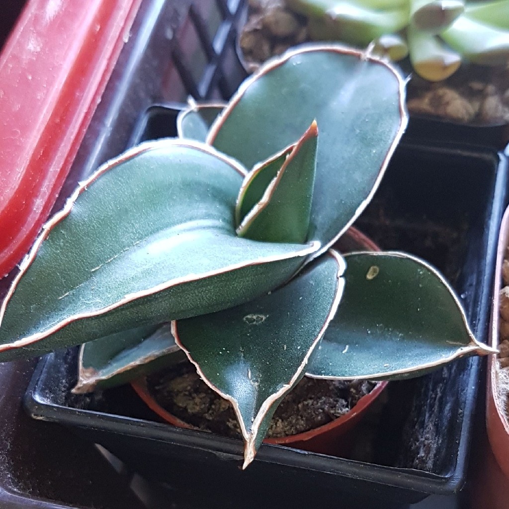 sansevieria ehrenbergii samurai dwarf. Succulent.cactus., Furniture ...