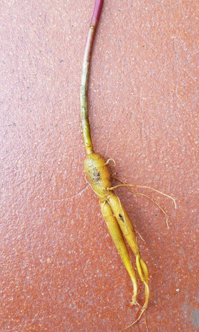 Ginseng Java 土人参 Earth Ginseng (Talinum Paniculatum), Furniture & Home ...