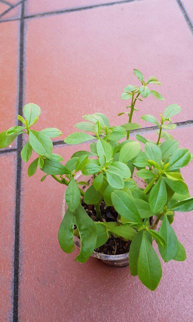 Ginseng Java 土人参 Earth Ginseng (Talinum Paniculatum), Furniture & Home ...