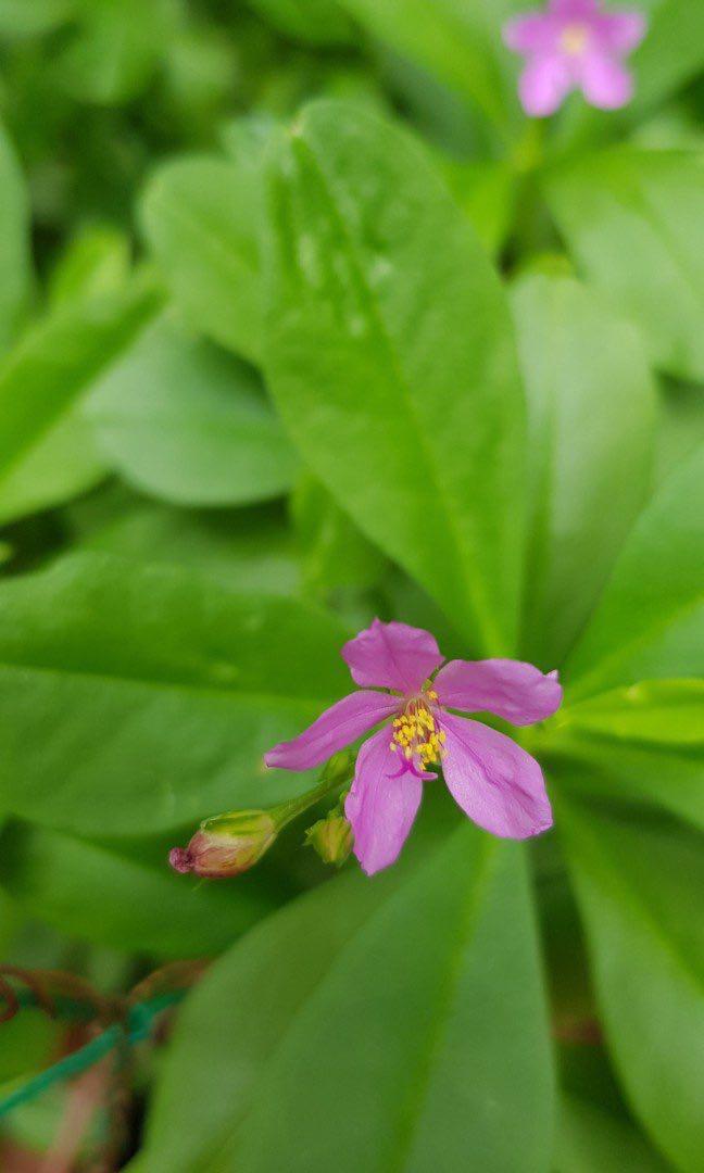 Ginseng Java 土人参 Earth Ginseng (Talinum Paniculatum), Furniture & Home ...
