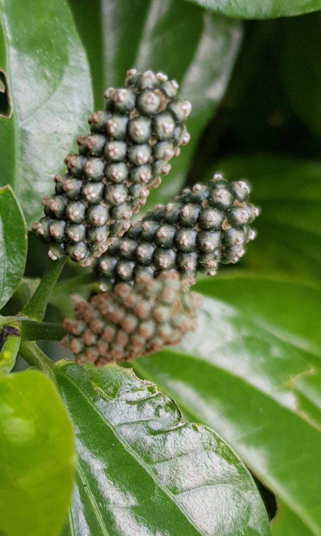 Wild Pepper/Piper Sarmentosum野胡椒/假栳叶Daun Kaduk, Furniture & Home Living ...