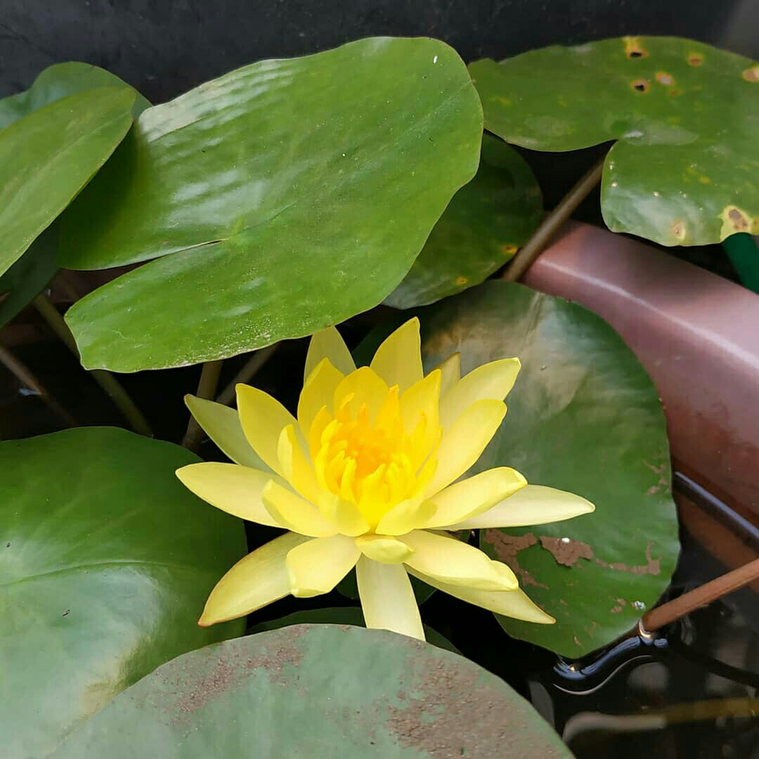 Bibit anak bunga teratai kuning, Perkebunan di Carousell