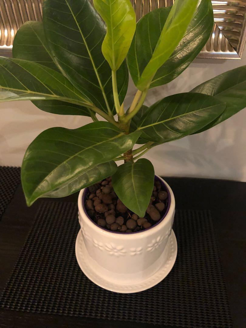 [RARE] Ficus Altissima Golden Gem / Ficus Lemon & Lime, Furniture ...