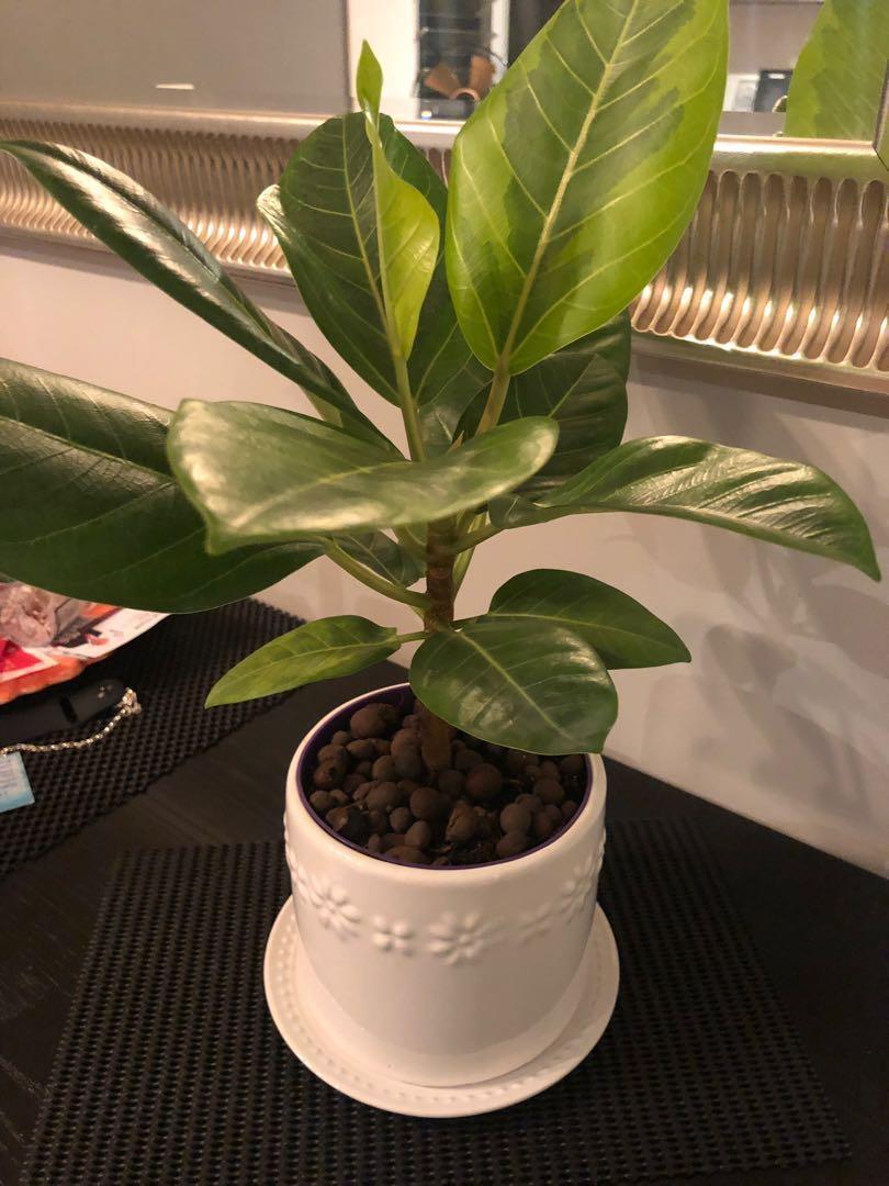 [RARE] Ficus Altissima Golden Gem / Ficus Lemon & Lime, Furniture ...