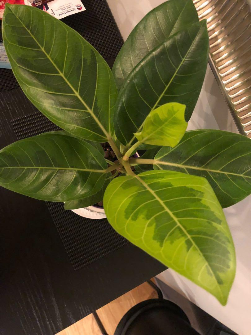 [RARE] Ficus Altissima Golden Gem / Ficus Lemon & Lime, Furniture ...