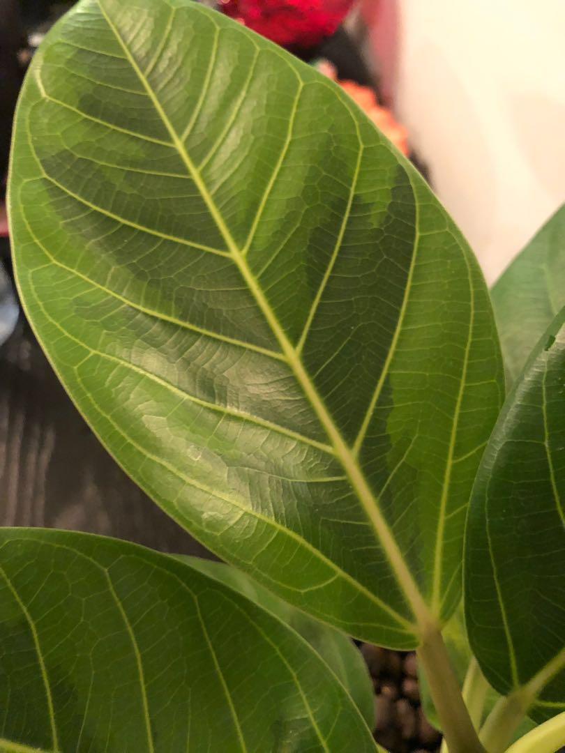 [RARE] Ficus Altissima Golden Gem / Ficus Lemon & Lime, Furniture ...