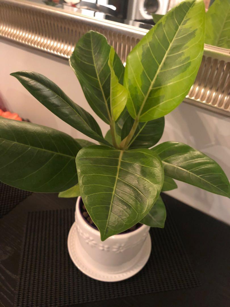 [RARE] Ficus Altissima Golden Gem / Ficus Lemon & Lime, Furniture ...