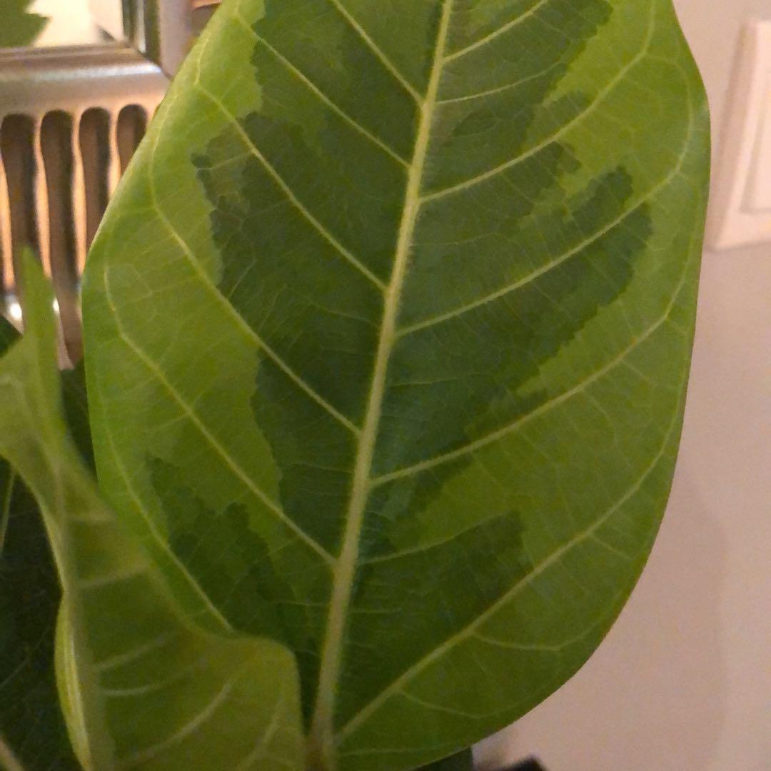 [RARE] Ficus Altissima Golden Gem / Ficus Lemon & Lime, Furniture ...