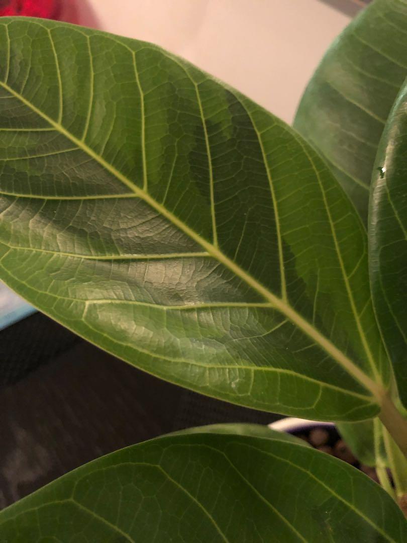 [RARE] Ficus Altissima Golden Gem / Ficus Lemon & Lime, Furniture ...