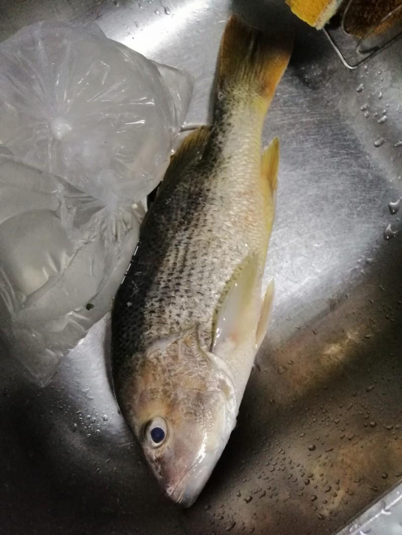 Brand New fishy, Hobbies & Toys, Toys & Games on Carousell