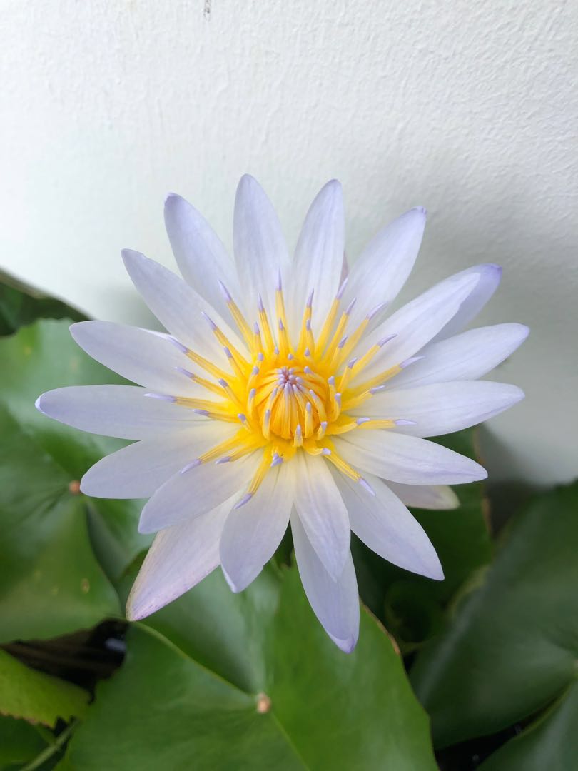 Nymphaea blue bird with light blue color, Furniture & Home Living ...