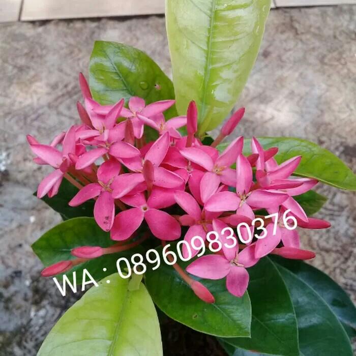 11+ Contoh Tumbuhan Bunga Asoka yang Wajib Disimak! - Informasi Seputar ...