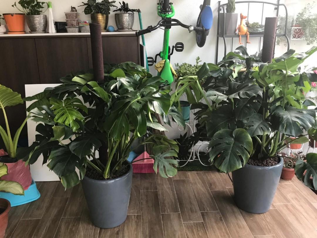 Plant - 4ft Monstera in porcelain pot with lecca top up, Furniture ...