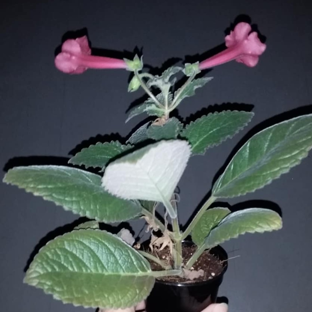 Sinningia Prudence Risley with flowers, Furniture & Home Living, Home ...