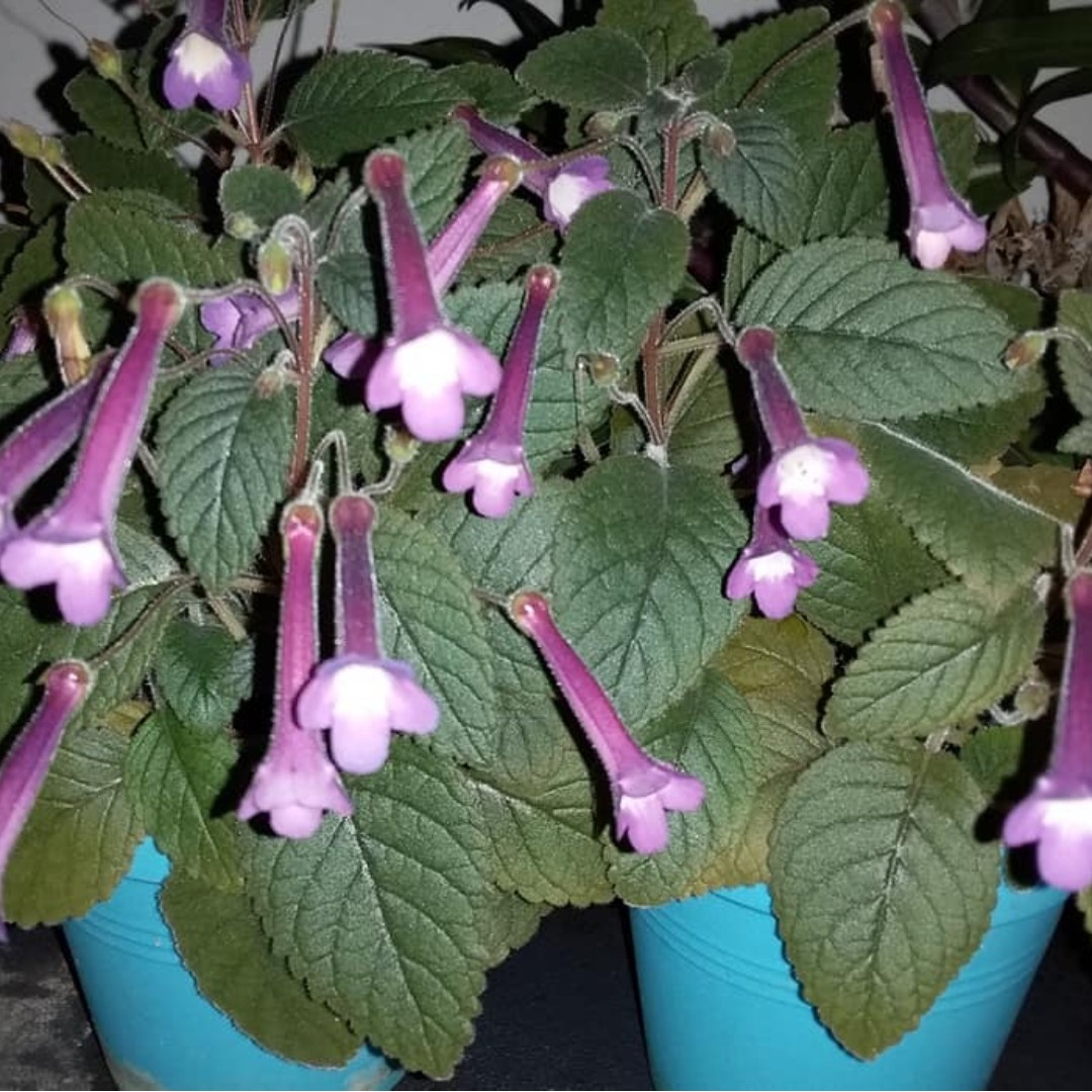 Sinningia Tinkle Bell with tuber and flowers, Furniture & Home Living ...