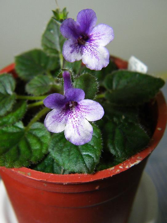Micro mini Sinningia “Speckles” aka 五毛, Furniture & Home Living ...