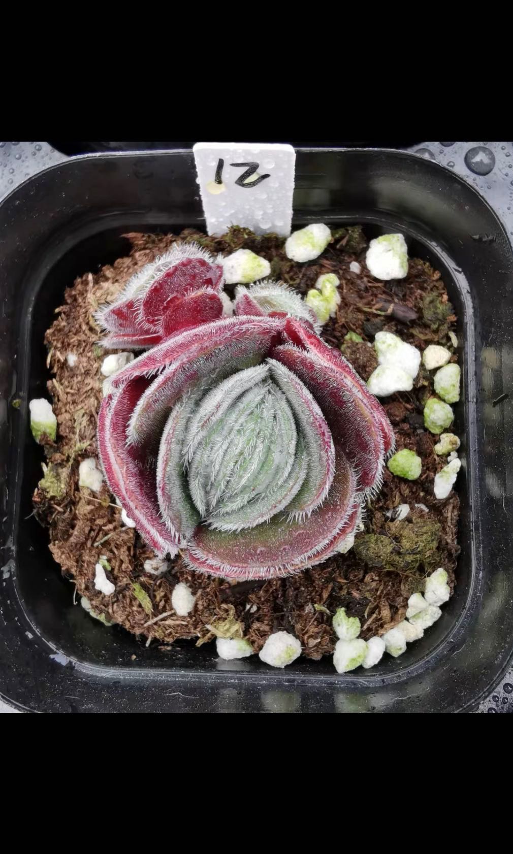 Crassula tomentosa succulent garden special unique rare species pot ...