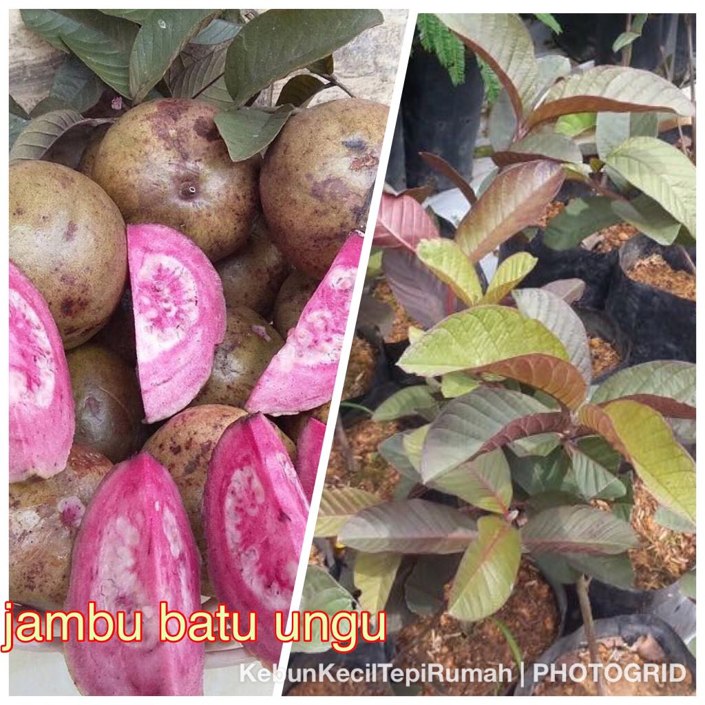Pokok jambu batu ungu, Furniture & Home Living, Gardening, Plants ...