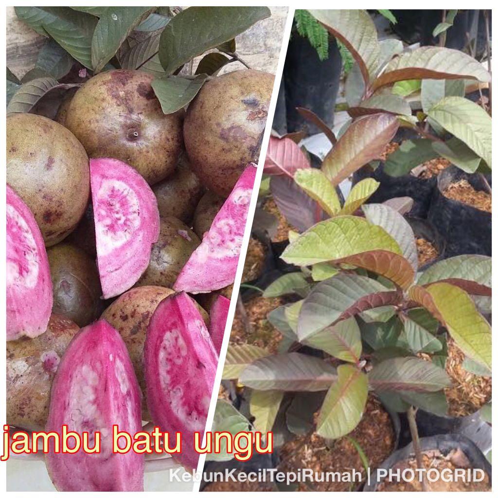 Pokok jambu batu ungu, Furniture & Home Living, Gardening, Plants ...