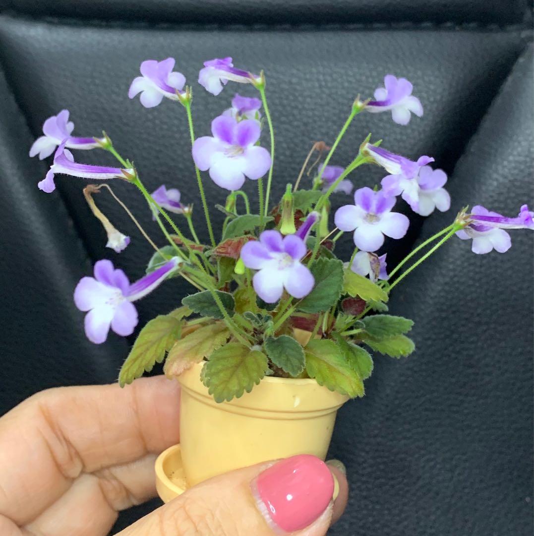 Micro Mini Sinningia “Li’l Georgie”, Furniture & Home Living, Gardening ...